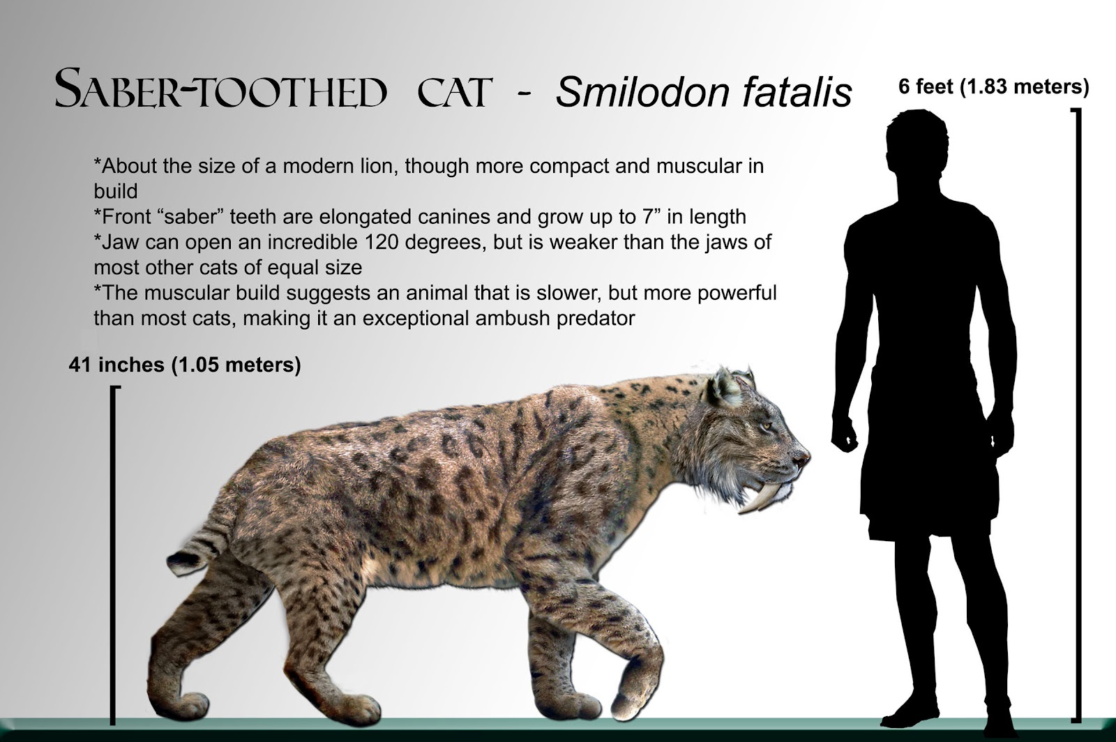 SHADOWS on the TRAIL Pentalogy - Let the Adventures Begin!: Saber ...