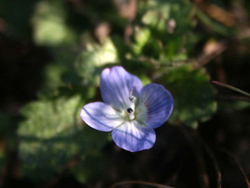 Loire Valley Nature: Speedwells - Veronica spp