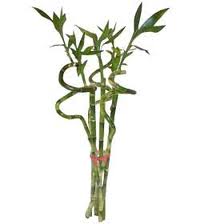 Lucky Bamboo - Bambú de la Suerte