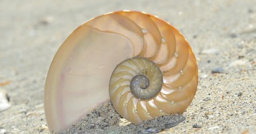 Nautilus Shell and Fibonacci Series