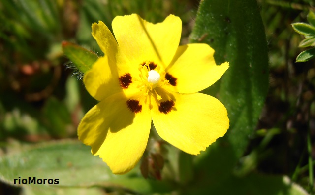 HIERBA TURMERA: Tuberaria guttata | Plantas rioMoros