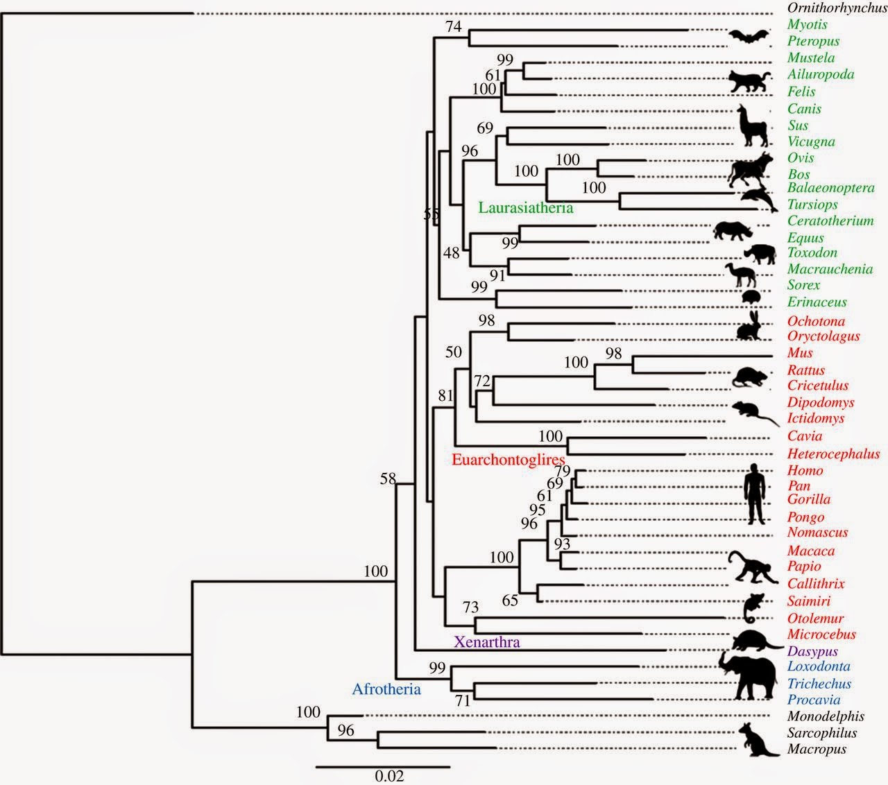 The Dragon's Tales: More Evidence South American Notoungulates are ...
