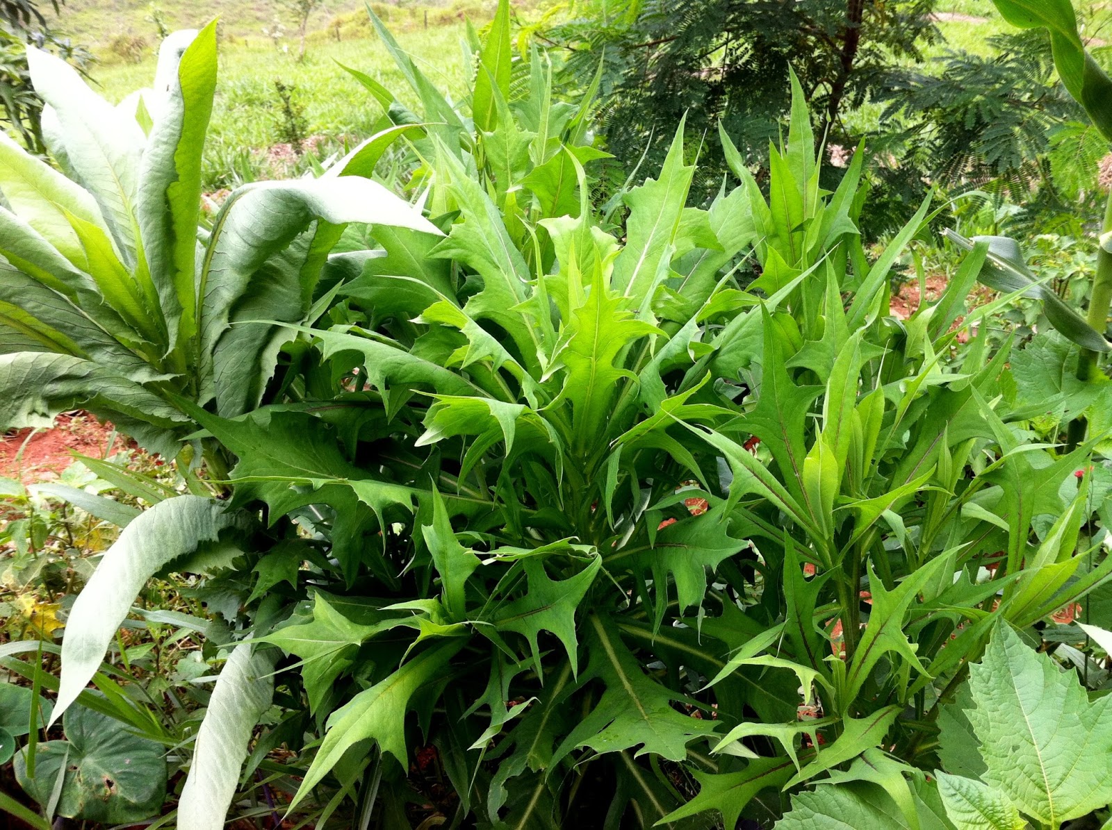 come-se: Almeirão de árvore