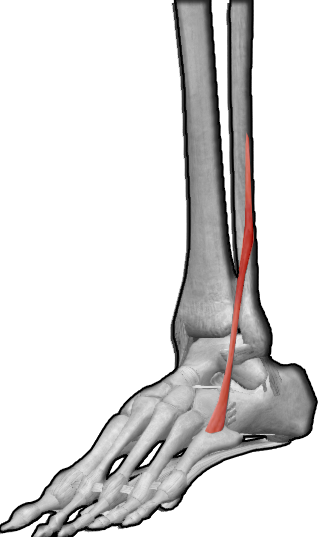 musculo tercer peroneo o peroneo anterior