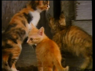 TELA DE CINEMA: AS AVENTURAS DE CHATRAN (Dublado) - 1986