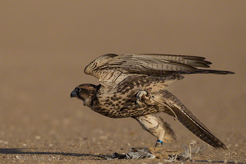 Kuwait Birding: The mighty Saker