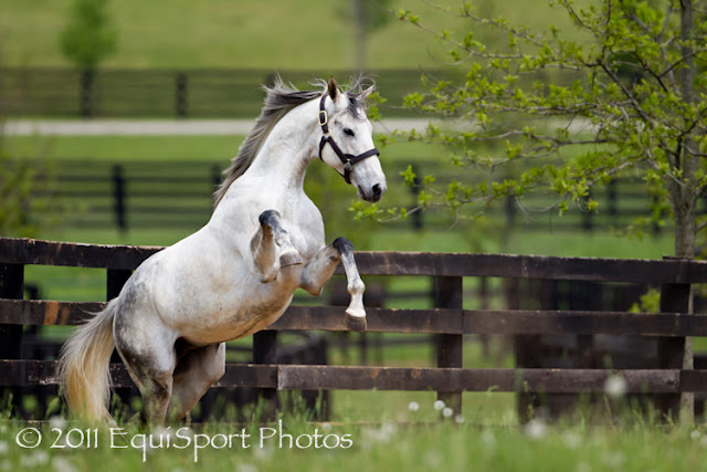 Turf & Dirt - On Horse Racing: Macho Uno... Portrait Session