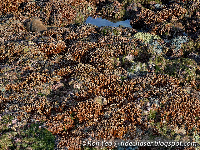 tHE tiDE cHAsER: Helioporacea Corals (Phylum Cnidaria: Order ...