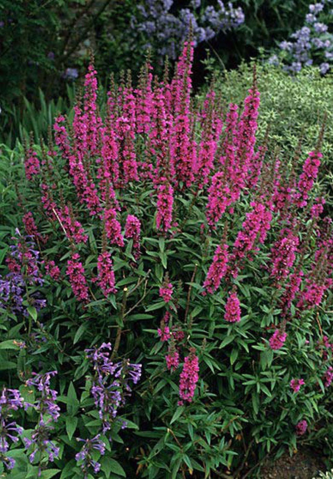 Beechwood Landscape Architecture and Construction: Purple Loosestrife ...
