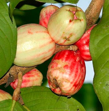 Caraka Purwo Wibisono: Mengenal manfaat dan khasiat buah jambu biji bol