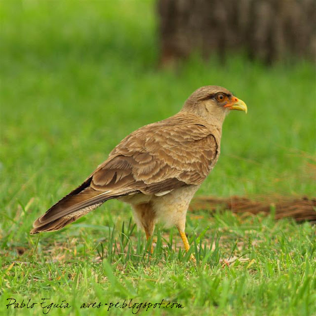 mis fotos de aves: Phalcoboenus chimango Chimango Chimango Caracara