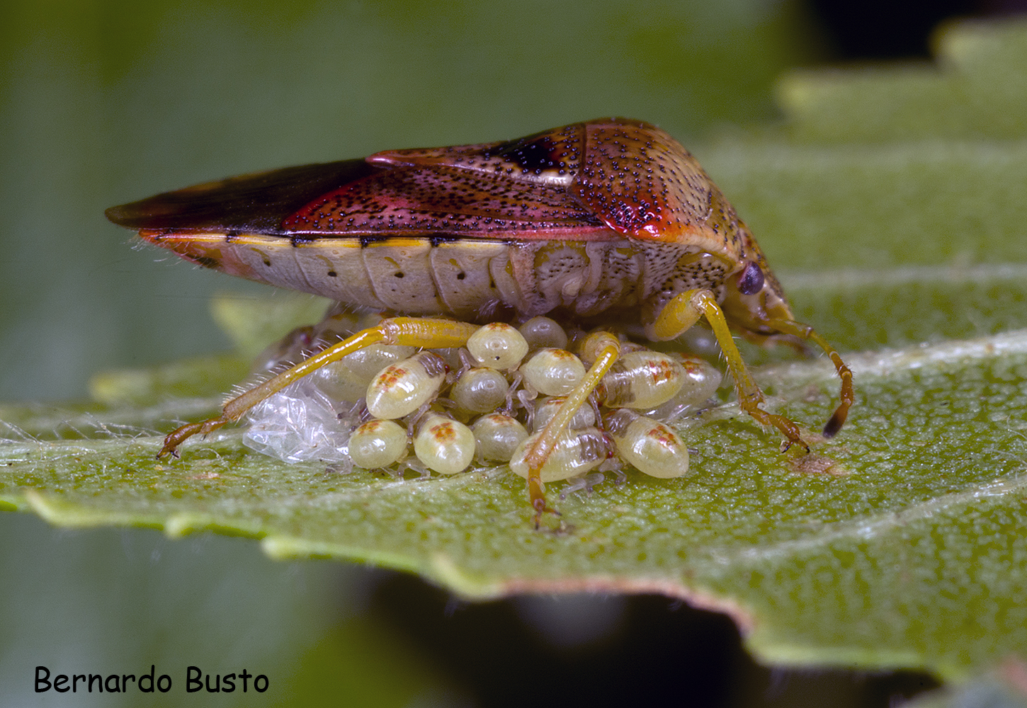RÍA DE LA VILLA: Larvas