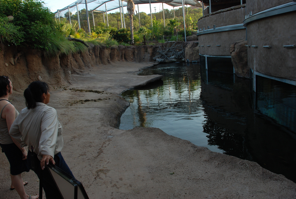 The Circus "NO SPIN ZONE": San Antonio Zoo New Hippo Exhibit in "Africa ...