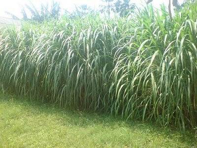 PETERNAKAN: HIJAUAN PAKAN TERNAK