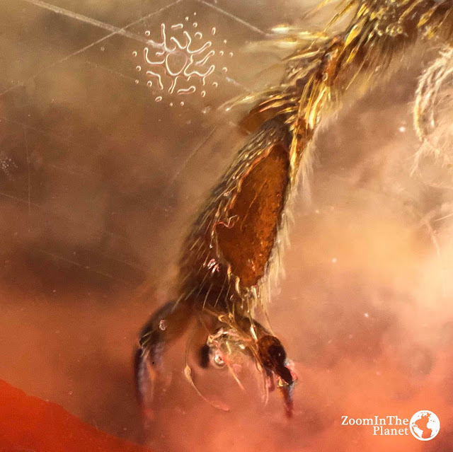 HONEY BEE - Zoom In The Planet