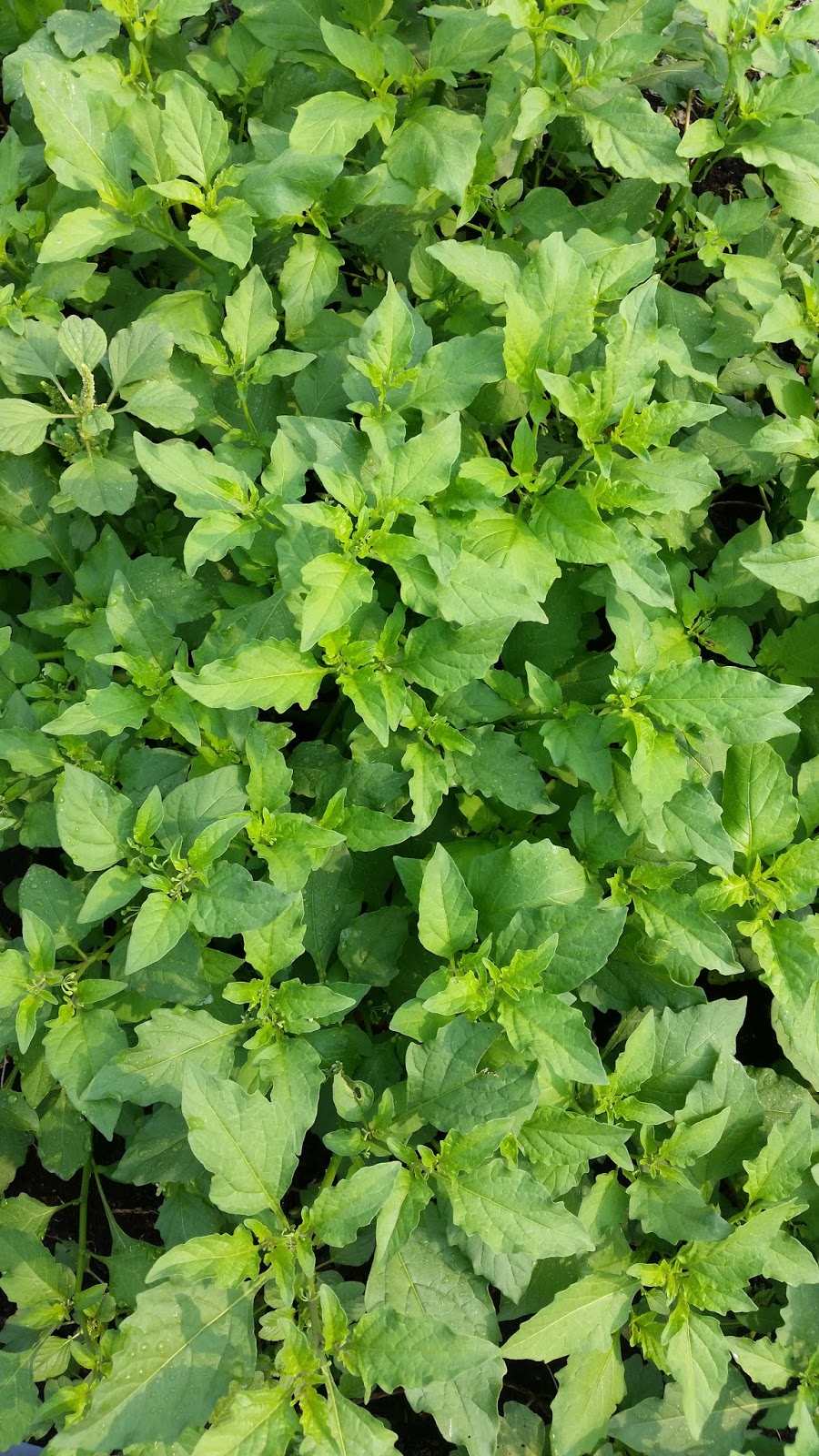 Warisan Petani: Sayuran Kampung : Pokok Meranti.