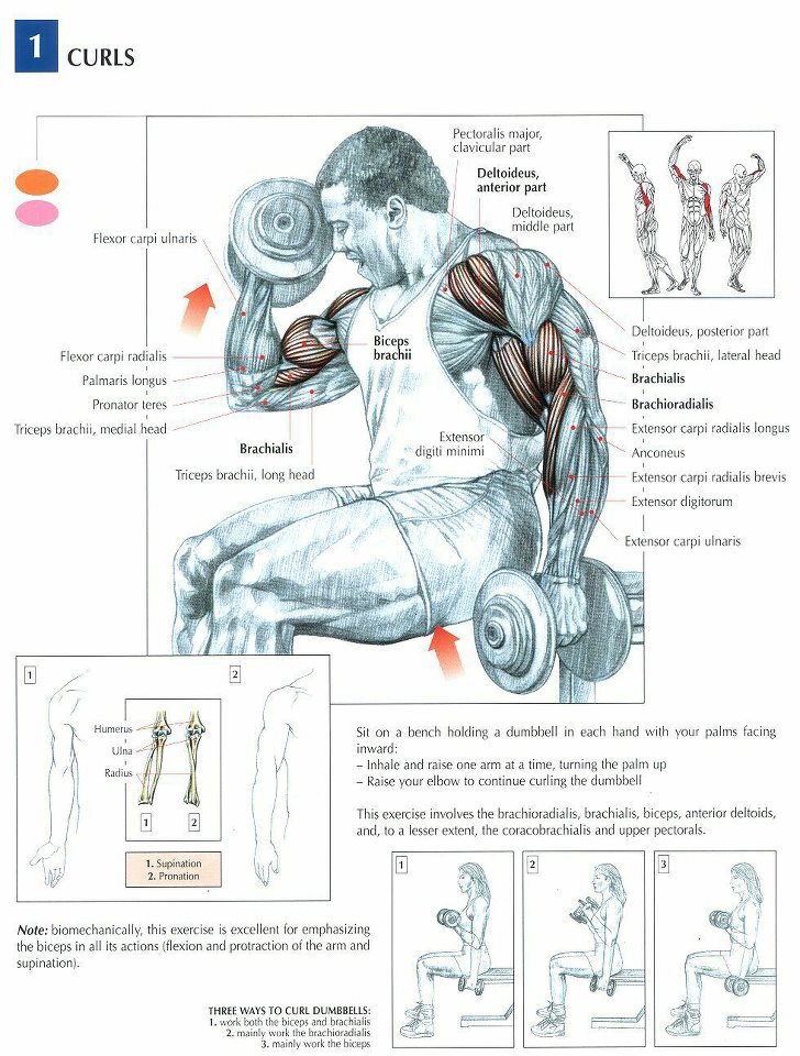 FitnessLife: Fitness ve Body Ön kol(biceps) Arka kol(triceps ...