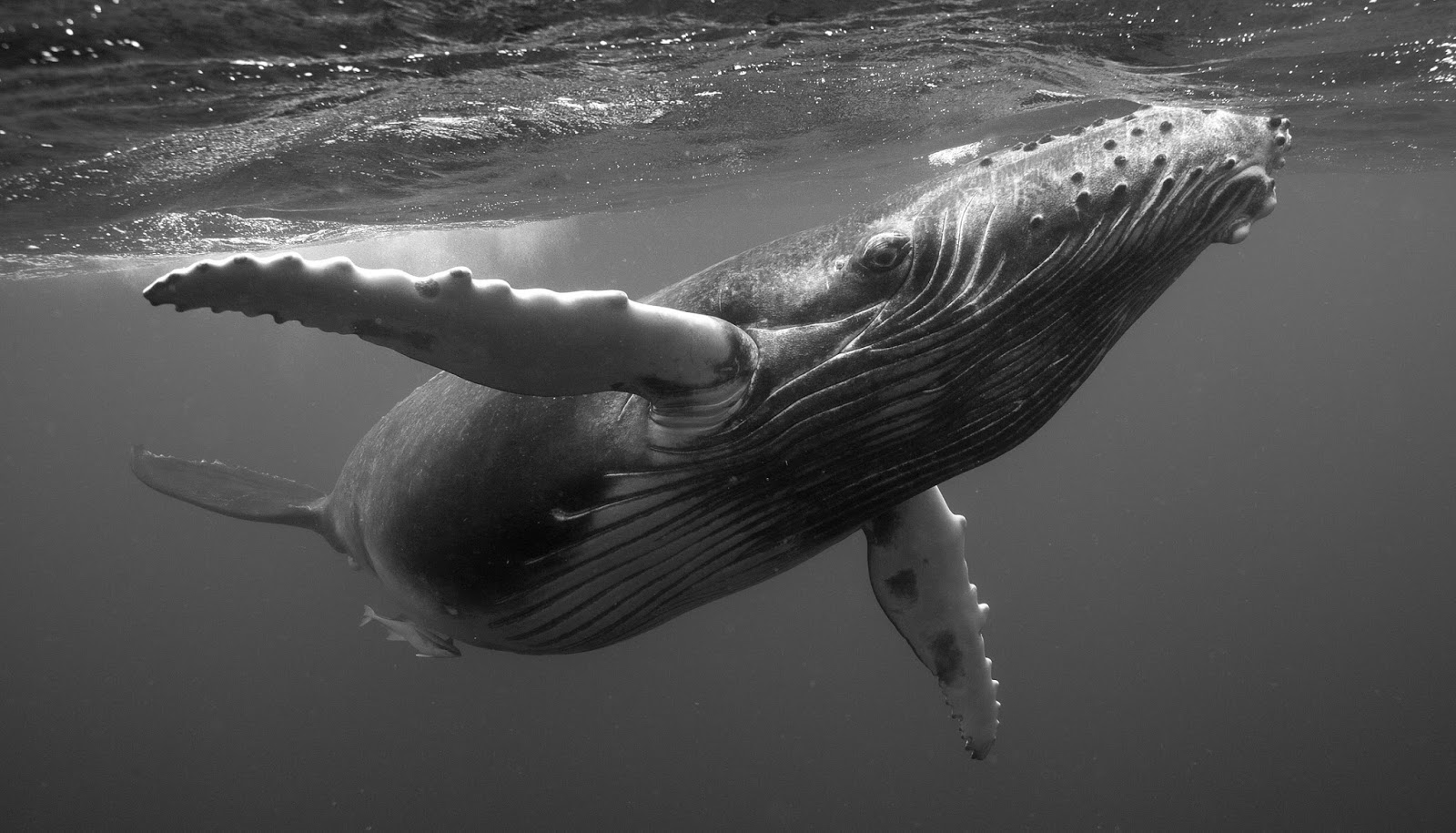 El aventurero errante: Una Ballena Jorobada en el Río de la Plata