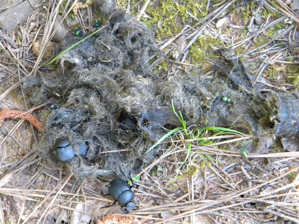 Red Wolf Awareness: # 3 - Red Wolf Awareness Project: Identifing Wolves ...