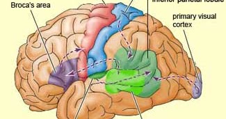 Reading and Visualization