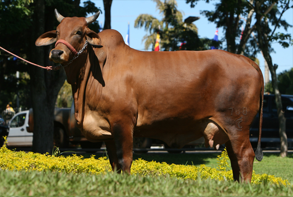 Criador e Produtor: Raça Sindi