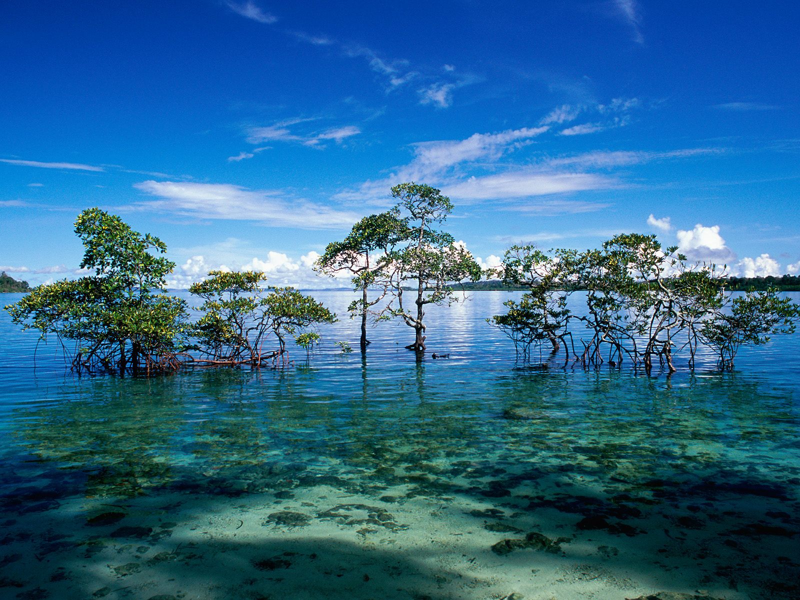The Amazing World : Andaman and Nicobar Islands (The Land ofTropical ...