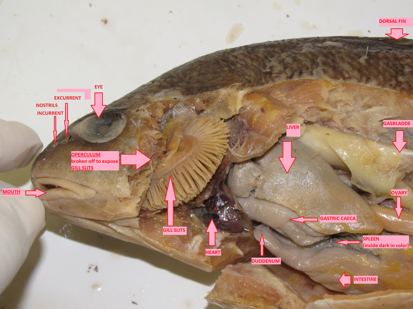 Fish Liver Dissection
