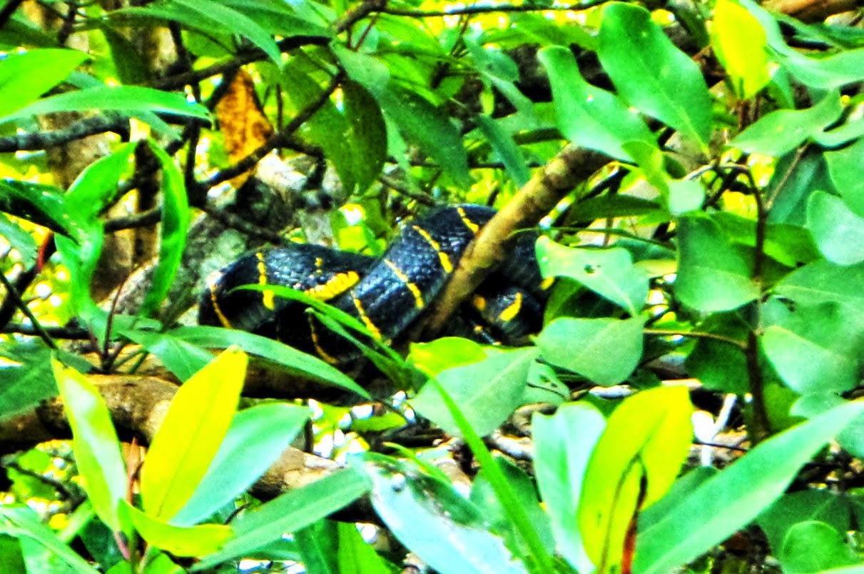 foto zaza: Cherating Trip March 2014: Part 2 - Aktiviti Di Cherating