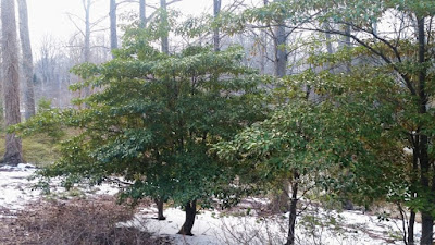 Future Plants by Randy Stewart: Wheel Tree