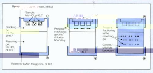 ANGIE.UAM: ELECTROFORESIS