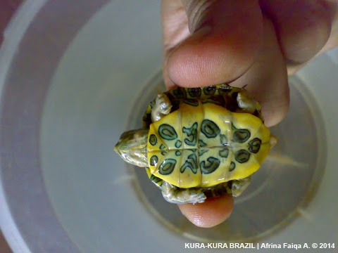 Kura-Kura Brazil Ku Mati ~ Dunia Afrina