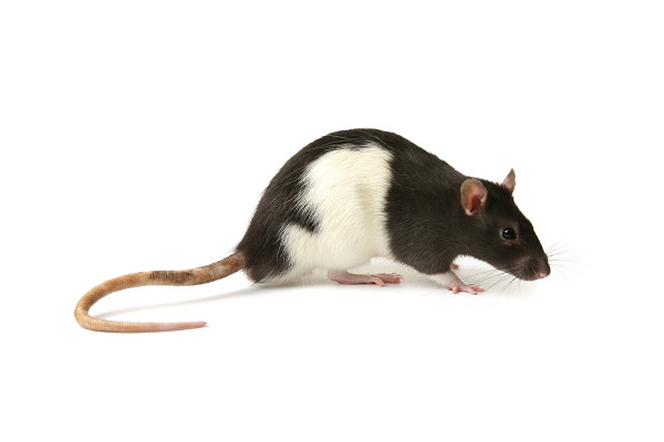 CRL Hortaleza: Adoptar una rata: Una buena experiencia