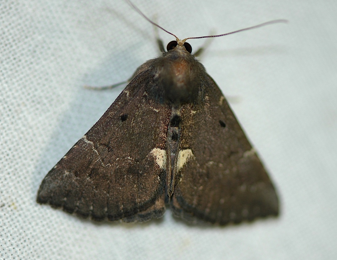 Field Biology in Southeastern Ohio: Noctuid Moths & Tiger Moths