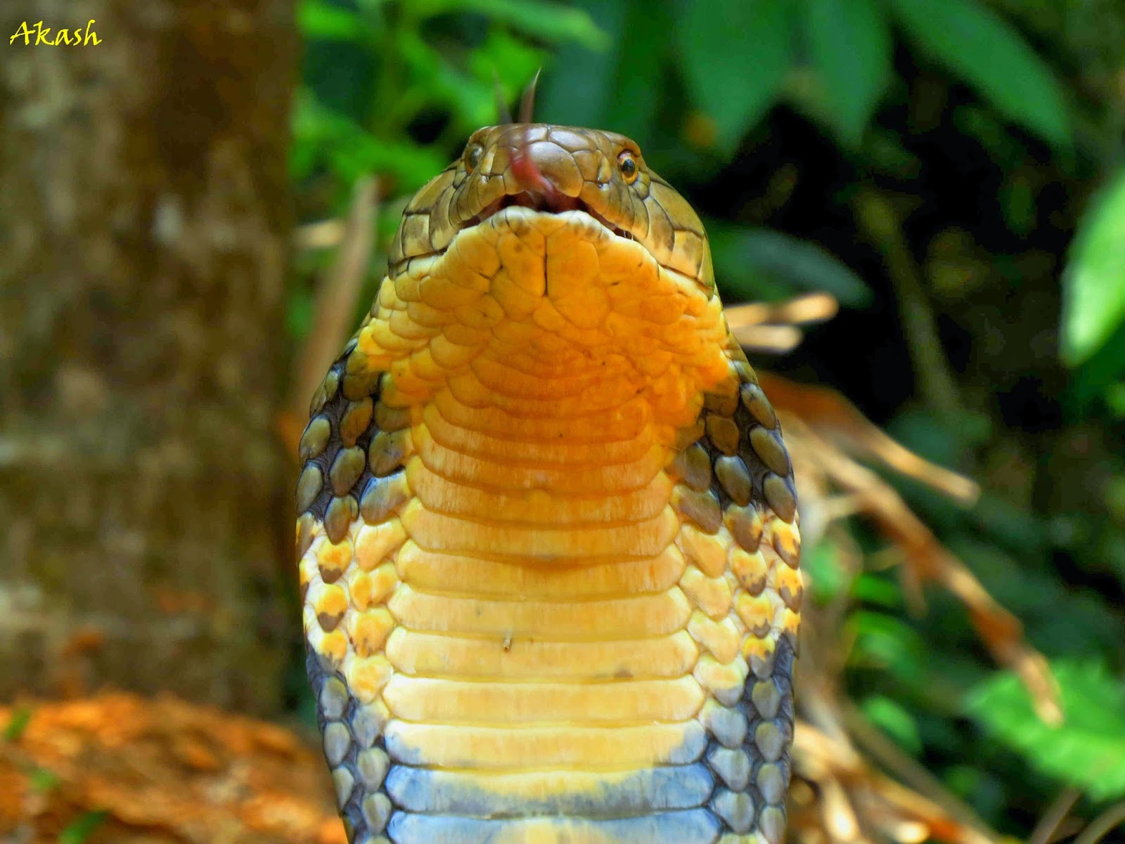 Agumbe Rain Forest Visit in Search of King Kobra at Kalinga Center for ...