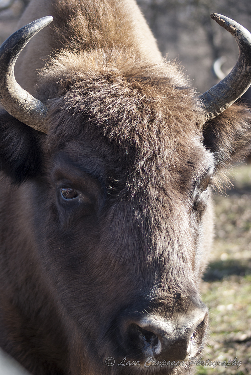 (c)Photography beyond words,poze,fotografii,photo from Romania: Zimbri ...