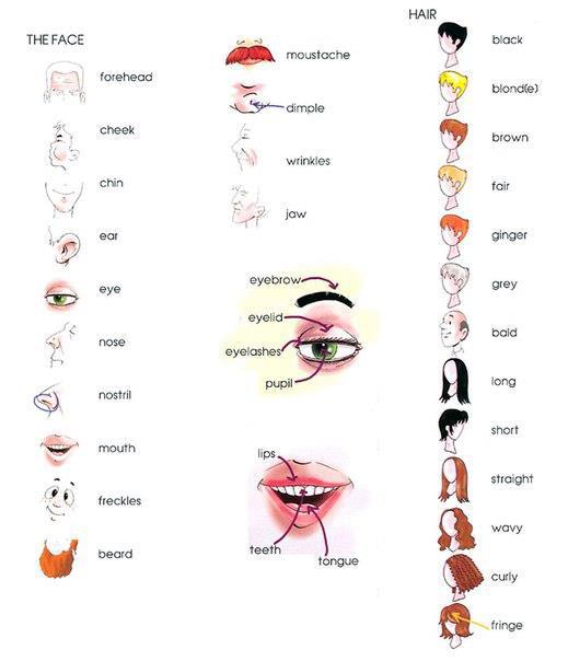 Let's play: Visual Vocabulary The Head