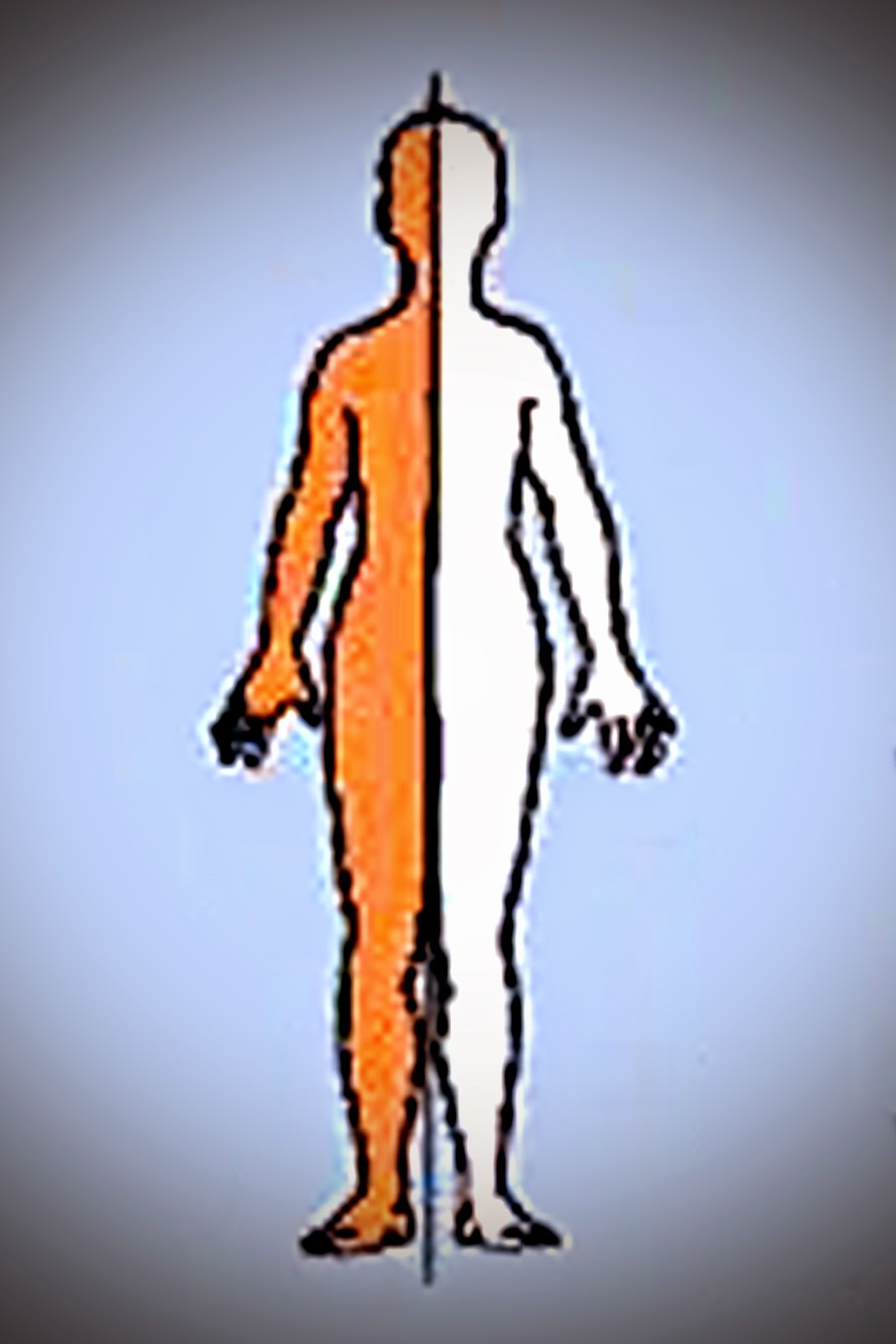 Escuela de Educación Secundaria N° 177: Simetría de los Seres Vivos