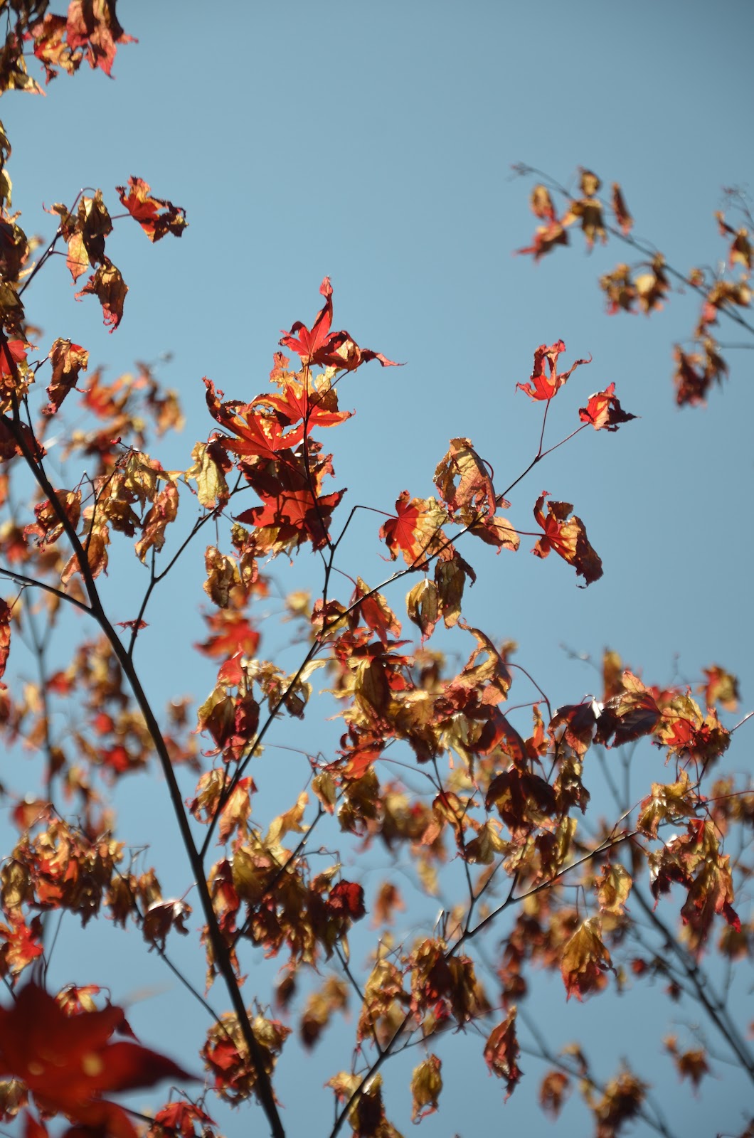 Zone Five and a Half: Why do the red maple leaves look brown? Frost ...