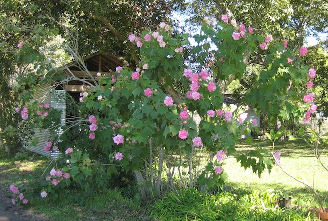 stuff from ellen's head: confederate rose in bloom