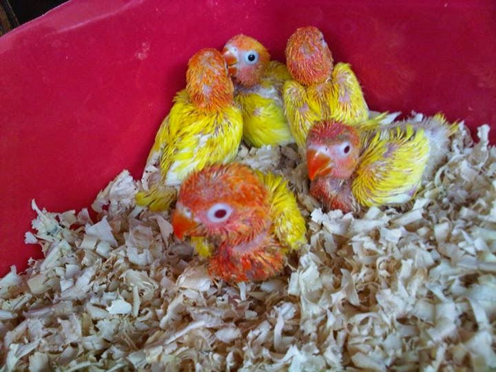 BnR Bird Farm: profil indukan burung lovebird