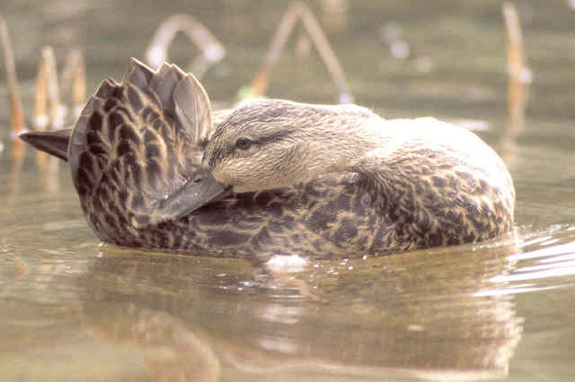 Adirondack Naturalist: Black Ducks -- © Dave Spier