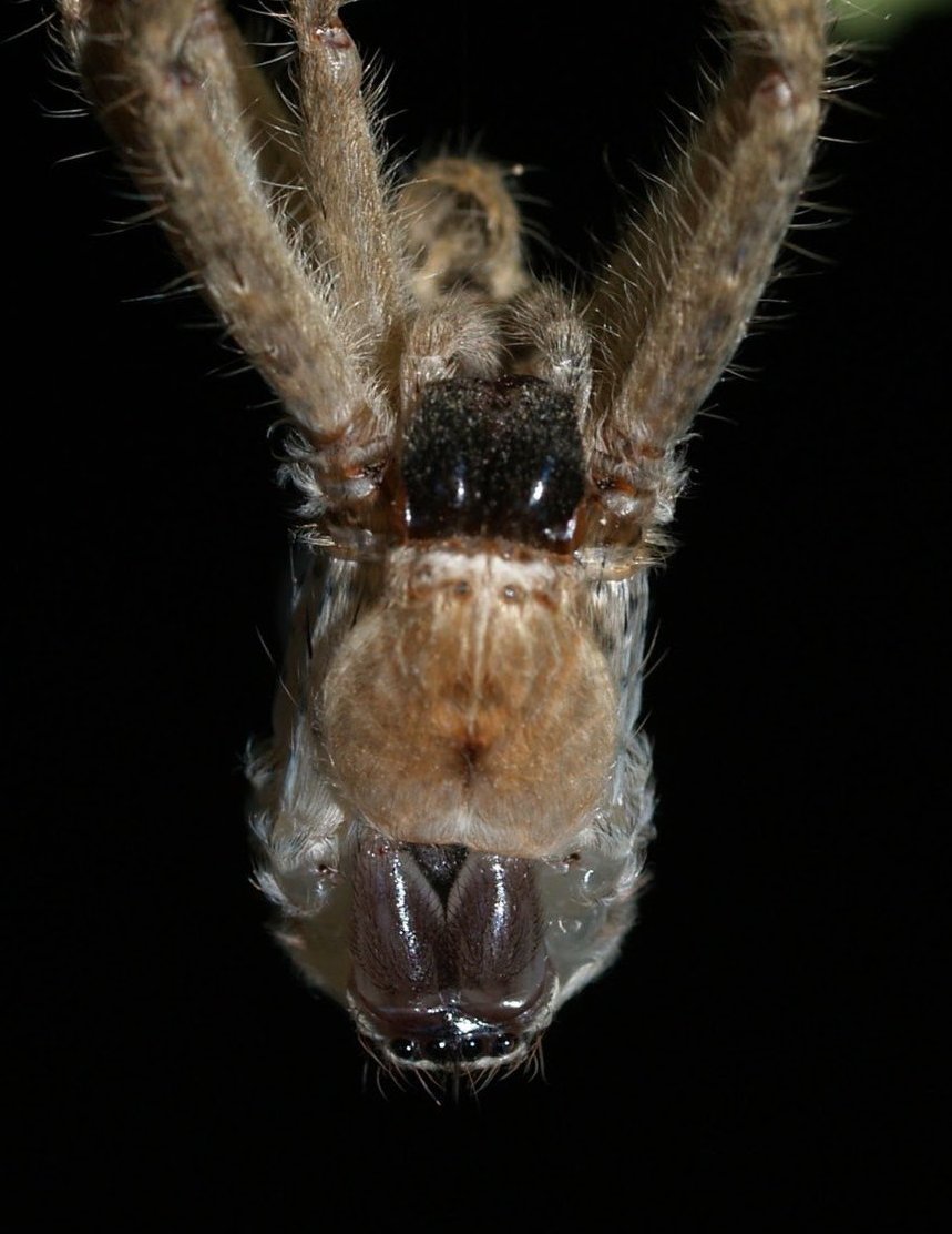 Arizona: Beetles, Bugs, Birds and more: A Giant Crab Spider becomes a ...