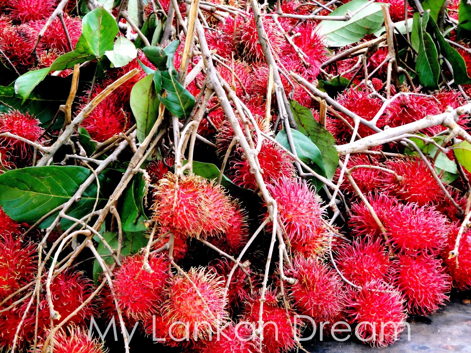 Sri Lankan Travel Blog: Top 10 fruits to try in Sri Lanka