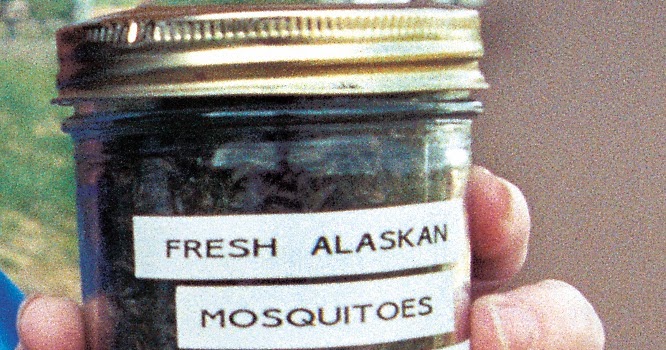 Alaska's Bugs, By Bearfoot Guides: The Northern Mosquito Is Ferocious ...