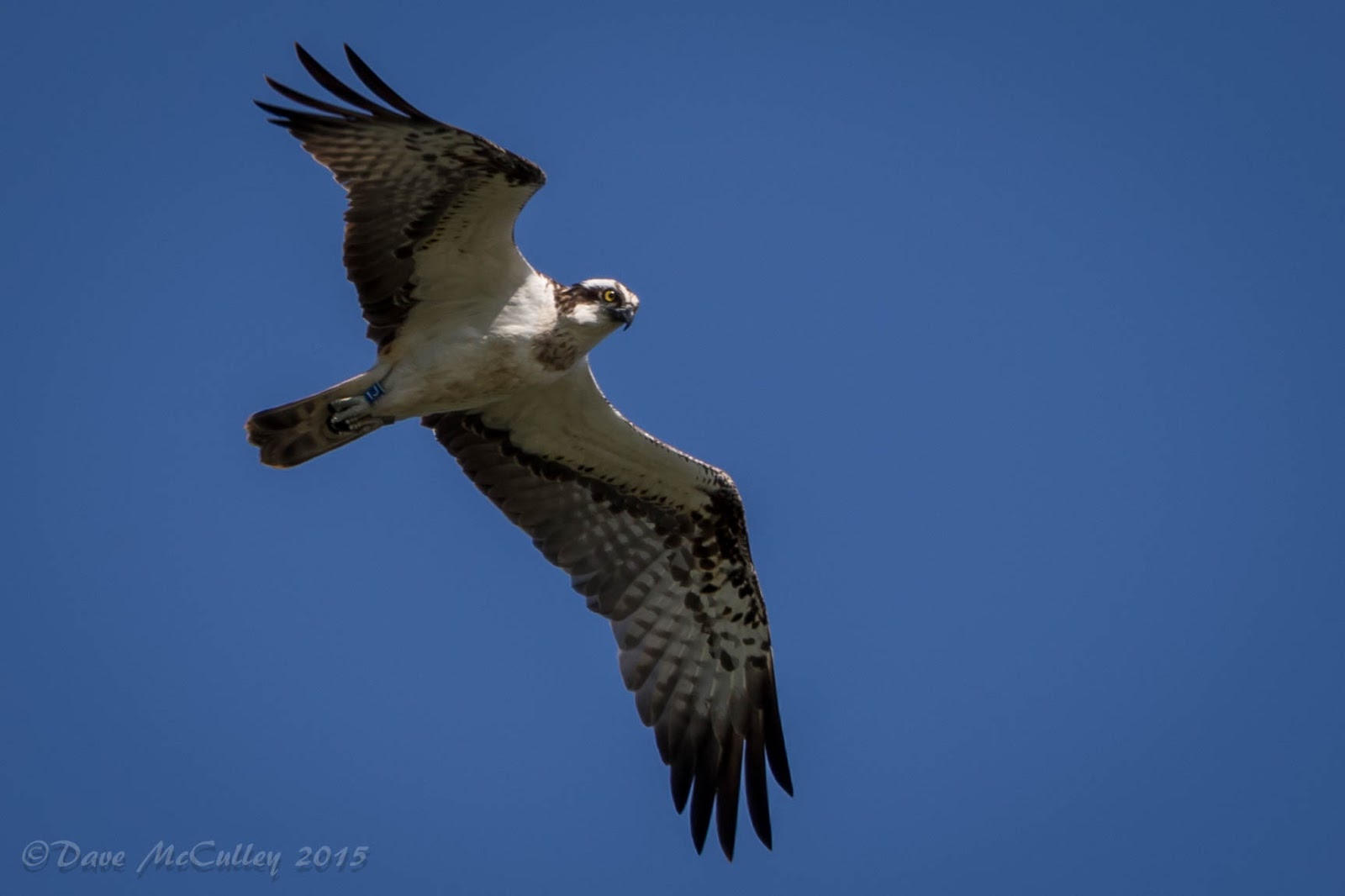 Dave McCulley Photography : Osprey chasing at Rutland water.