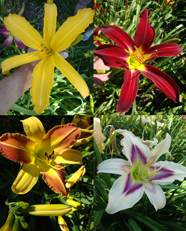 Darrell Taylor: Lilies in High Bloom