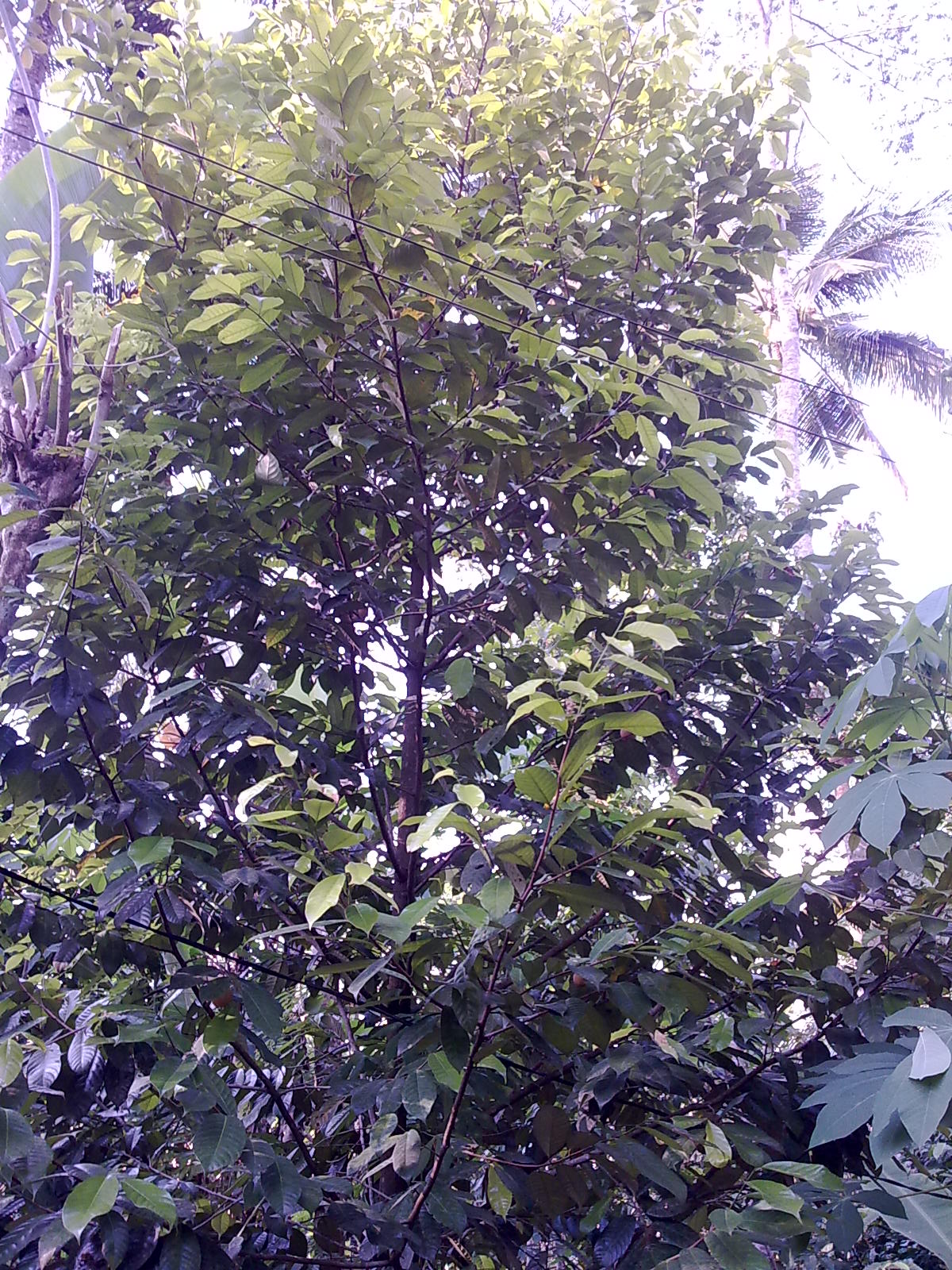 BIBIT POHON PALA ~ ANEKA TANAMAN HIAS BOGOR