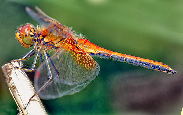 Andy foto natura: Libelulas