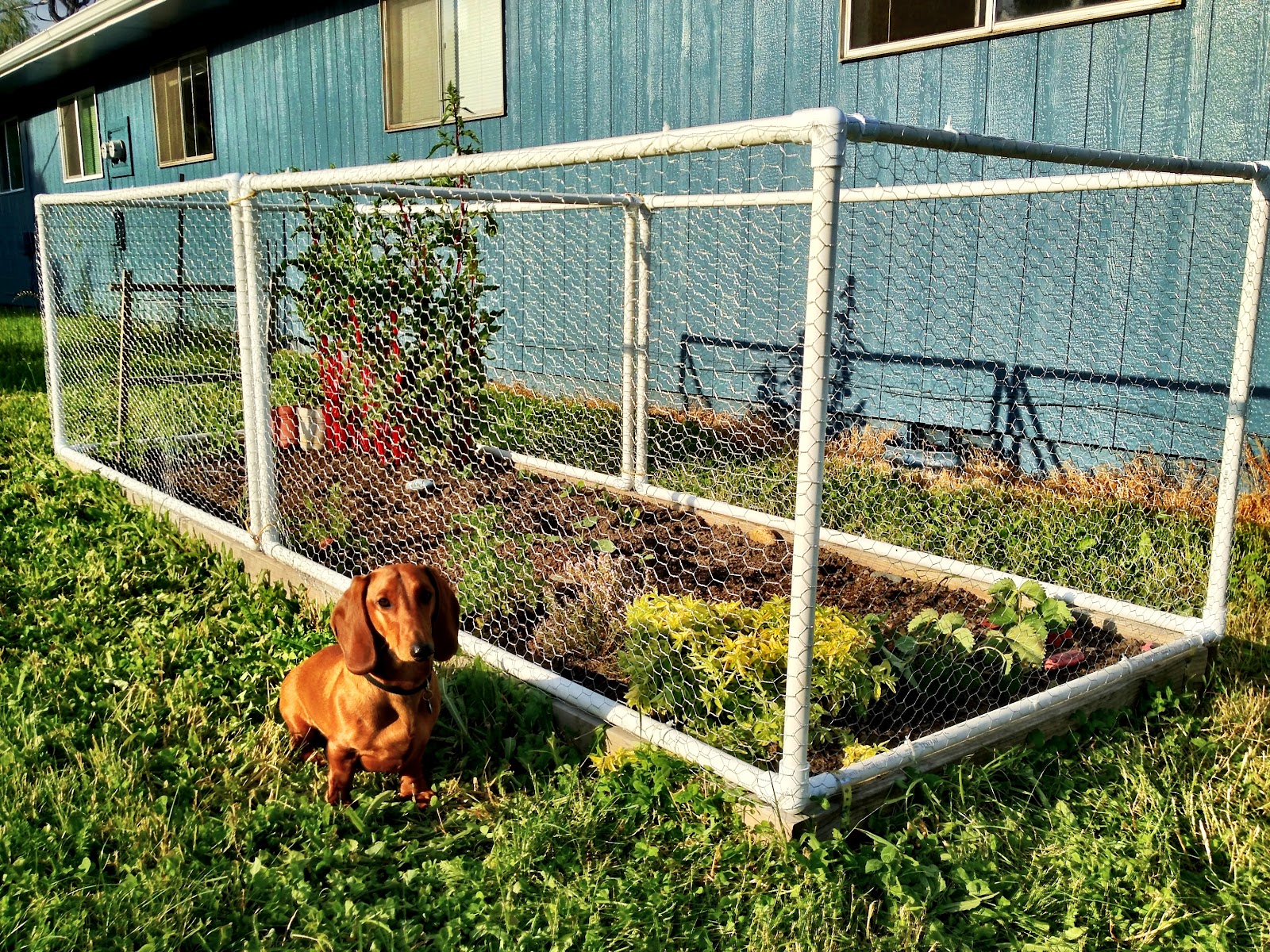 Outside the Rat Race: Garden Fence