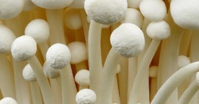 Cendawan Inoki Yang Viral!